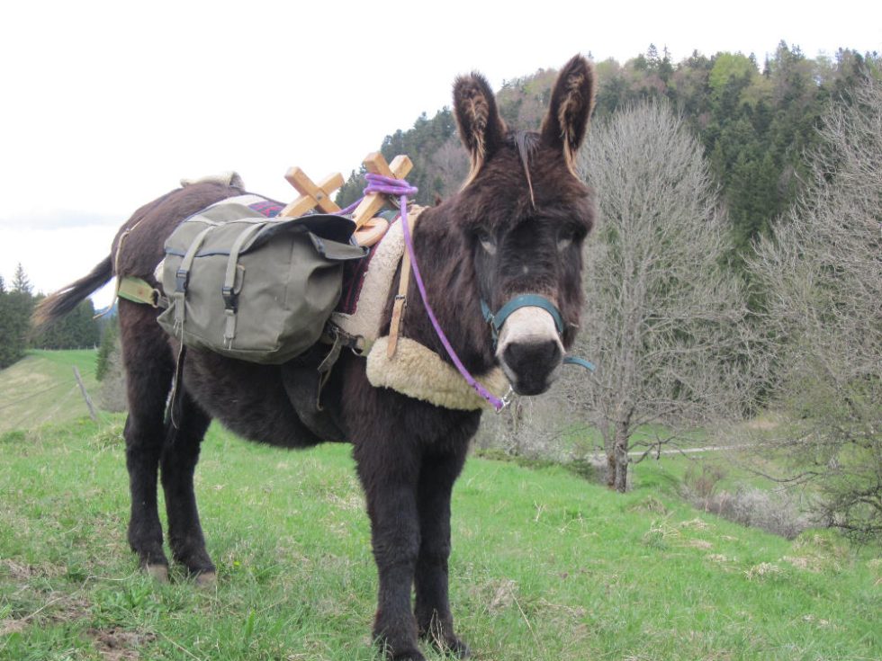 Rando Ane Jura, randonnée avec un âne en famille, groupe ou solo